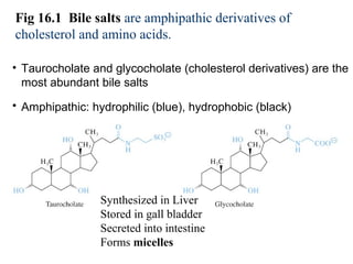 Sukalski lipids11complete with metabolism much detail | PPT | Endocrine ...