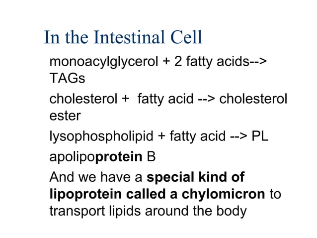 Sukalski lipids11complete with metabolism much detail | PPT | Endocrine ...