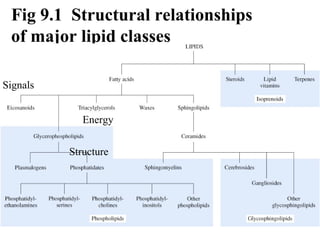 Sukalski lipids11complete with metabolism much detail | PPT | Endocrine ...