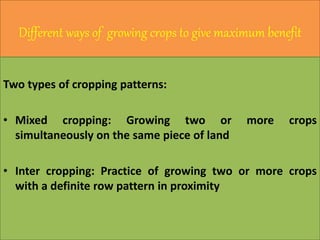 intercropping ppt | PPTX