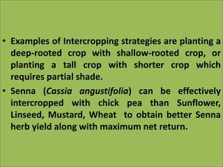 intercropping ppt | PPTX