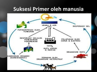 Suksesi | PPTX