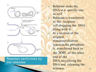 Conjugation-Mechanism and significance | PPTX
