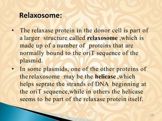 Conjugation-Mechanism and significance | PPTX