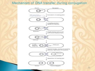 Conjugation-Mechanism and significance | PPTX