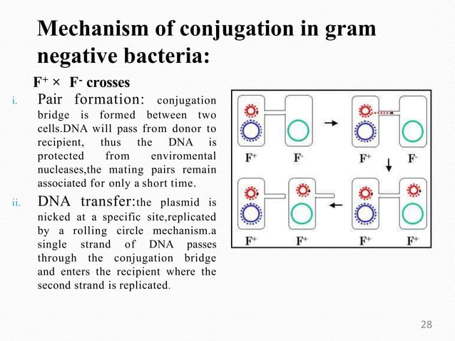 Conjugation-Mechanism and significance | PPTX | Chemistry | Science