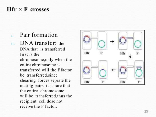 Conjugation-Mechanism and significance | PPTX | Chemistry | Science