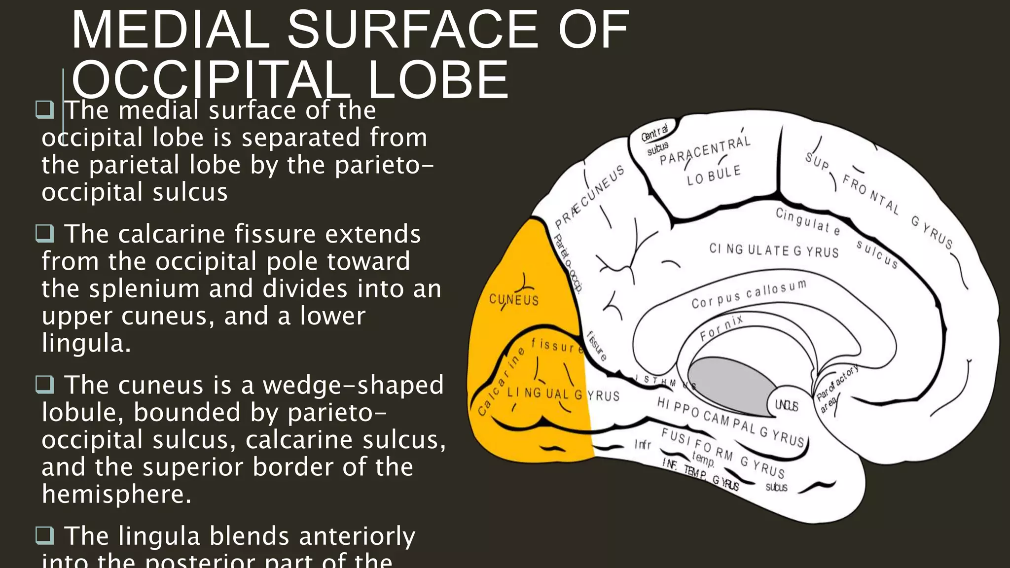 Sulcal anatomy supratentorial brain, excluding the temporal lobe. | PPTX
