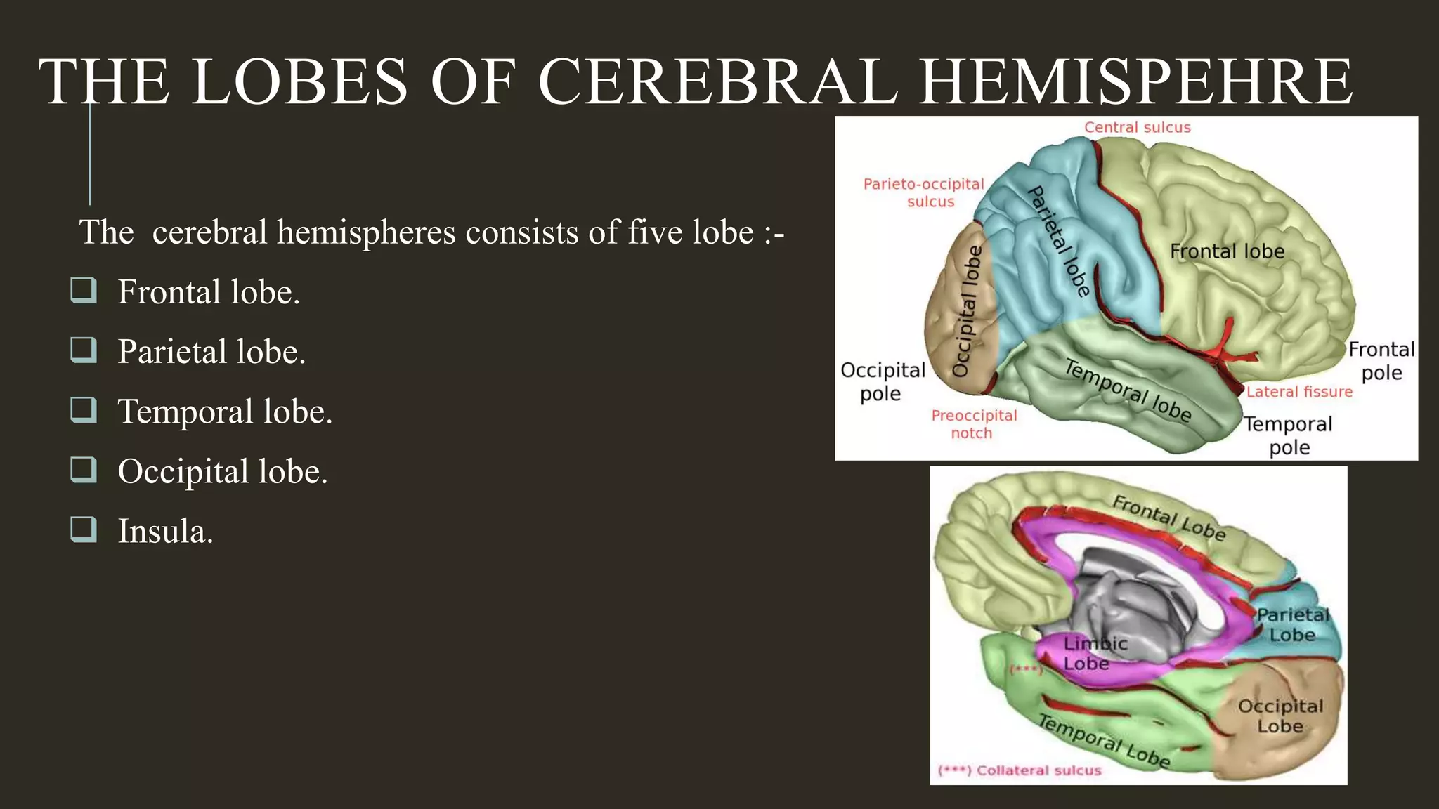 Sulcal anatomy supratentorial brain, excluding the temporal lobe. | PPTX