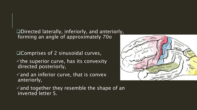 Sulcal anatomy supratentorial brain, excluding the temporal lobe. | PPT