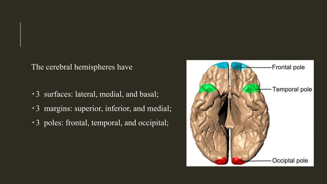 Sulcal anatomy supratentorial brain, excluding the temporal lobe. | PPT