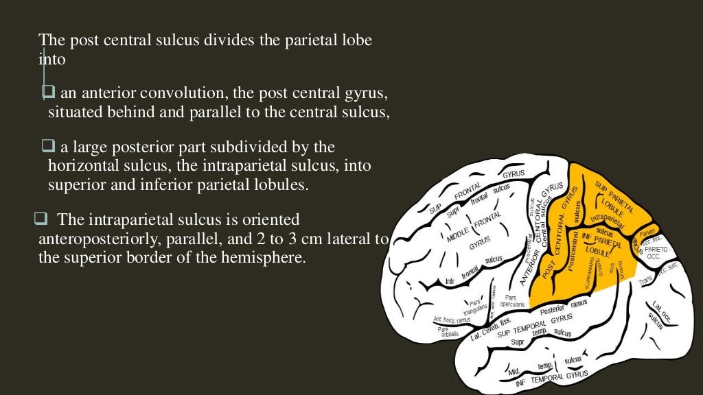 Sulcal anatomy supratentorial brain, excluding the temporal lobe.