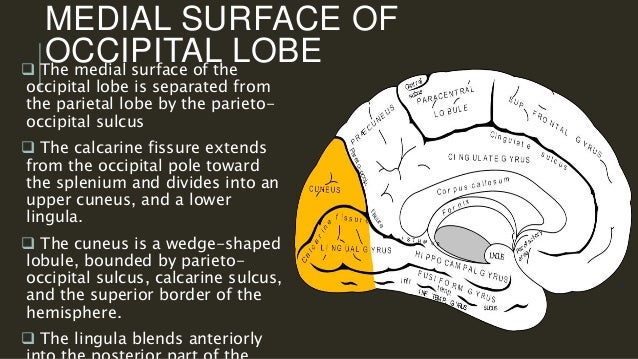 Sulcal anatomy supratentorial brain, excluding the temporal lobe.