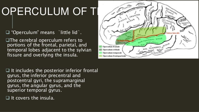 Sulcal anatomy supratentorial brain, excluding the temporal lobe.
