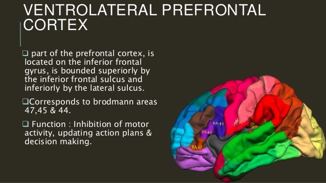 Sulcal anatomy supratentorial brain, excluding the temporal lobe.