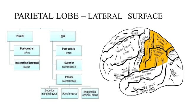 Sulcal and gyral of brain radioanatomy. | PPTX