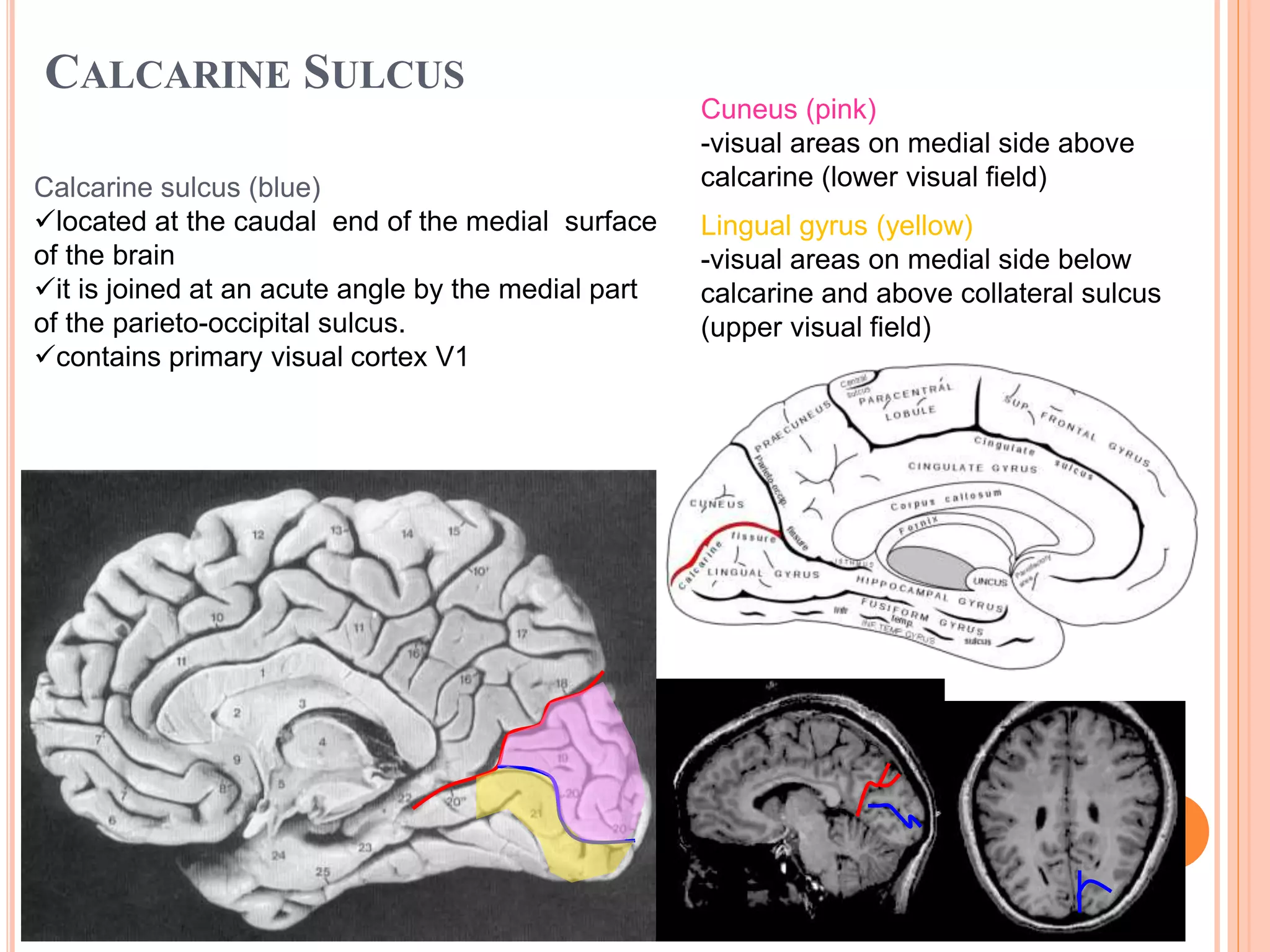 Sulcal and gyral neuroanatomy | PPTX