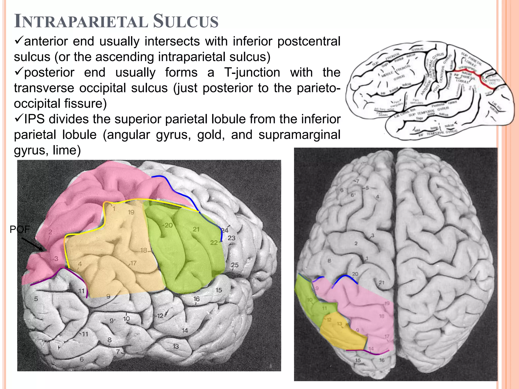Sulcal and gyral neuroanatomy | PPTX