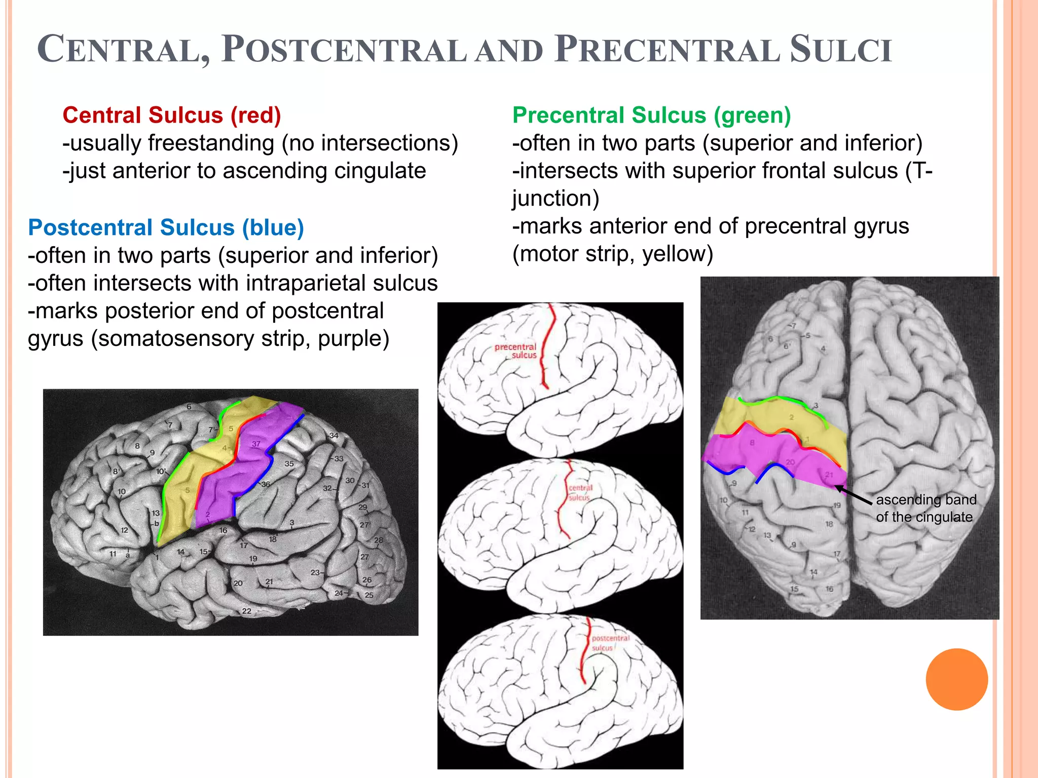 Sulcal and gyral neuroanatomy | PPTX
