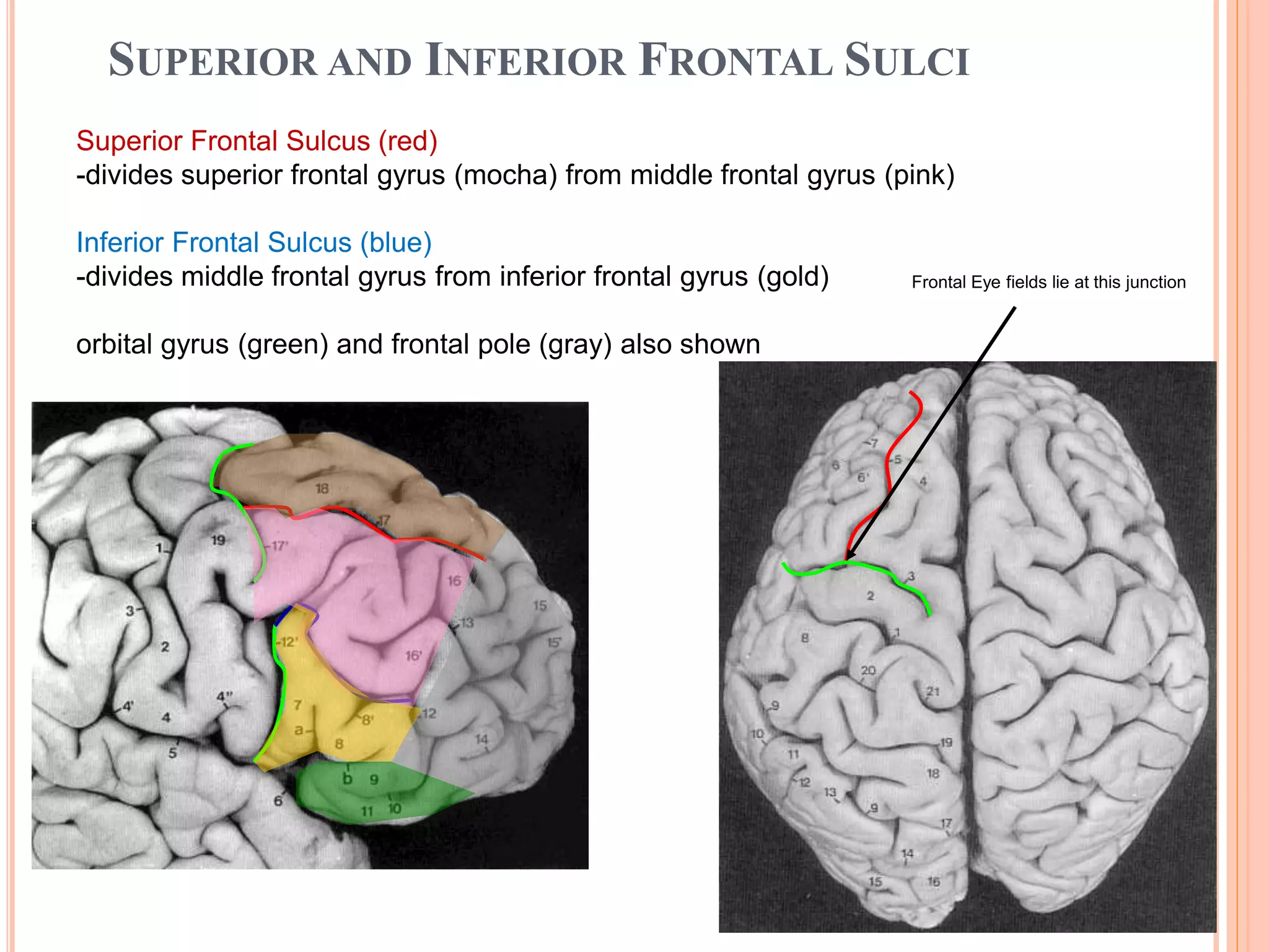 Sulcal and gyral neuroanatomy | PPTX