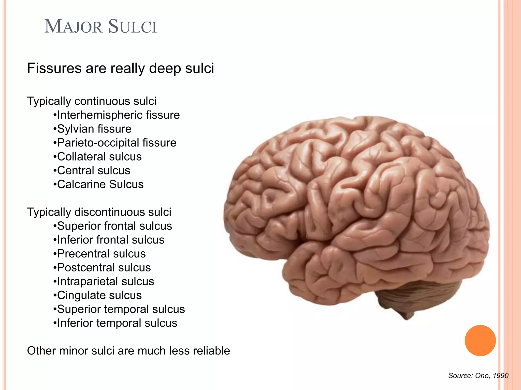 Sulcal and gyral neuroanatomy | PPTX