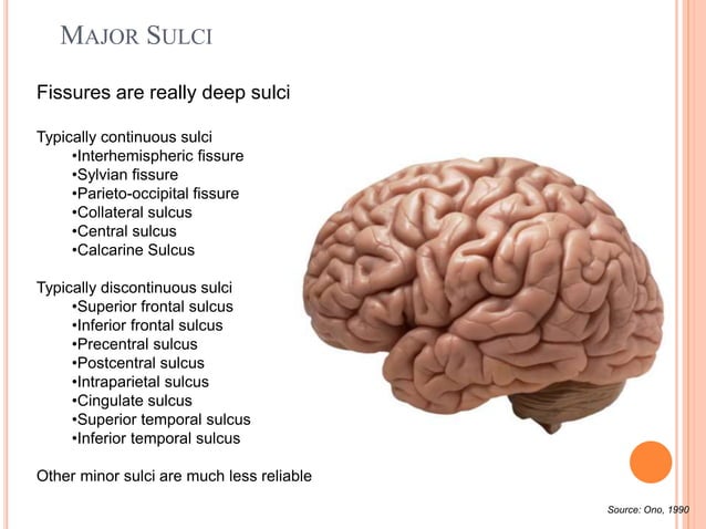 Sulcal and gyral neuroanatomy | PPTX | Brain and Nervous System ...