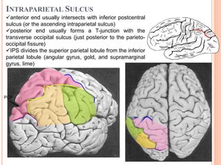 Intraparietal Sulcus
