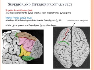 Inferior Frontal Sulcus