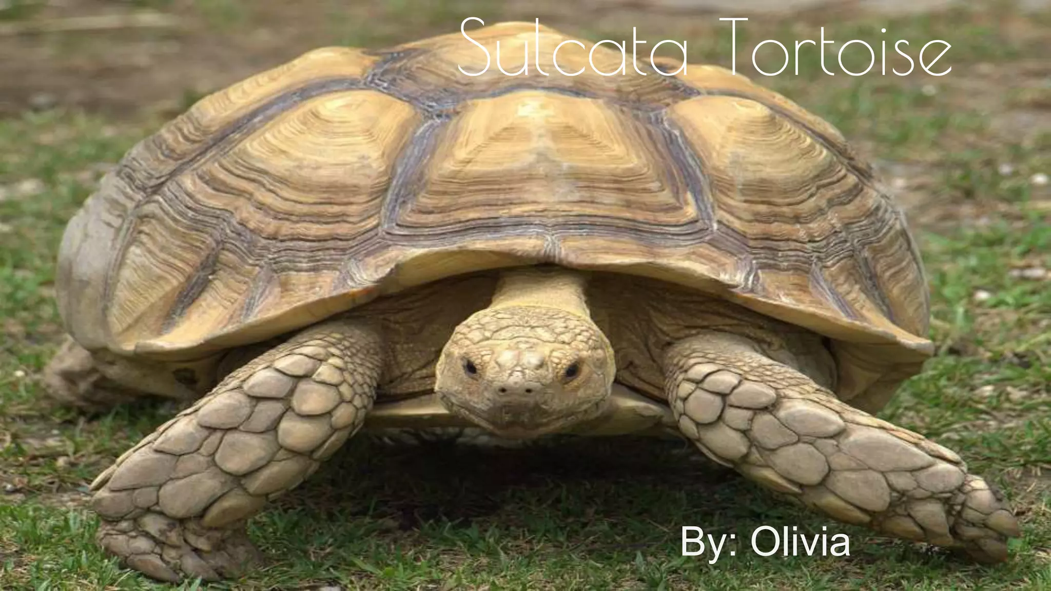 Sulcata tortoises | PPTX
