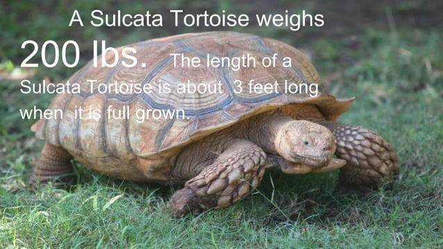 Sulcata tortoises | PPTX