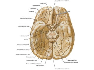 Sulci gyri | PPTX