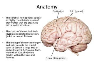 Sulci gyri | PPTX