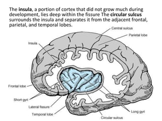 Circular Sulcus