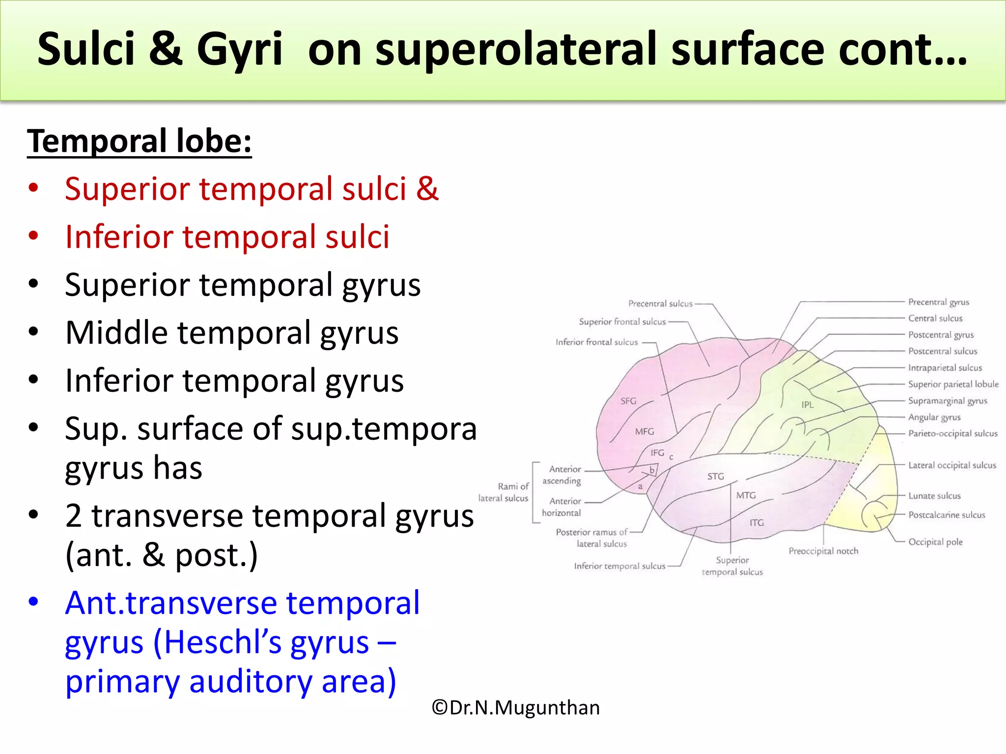 Sulci,Gyri & Functional areas of cerebrum Dr.N.Mugunthan.M.S | PDF