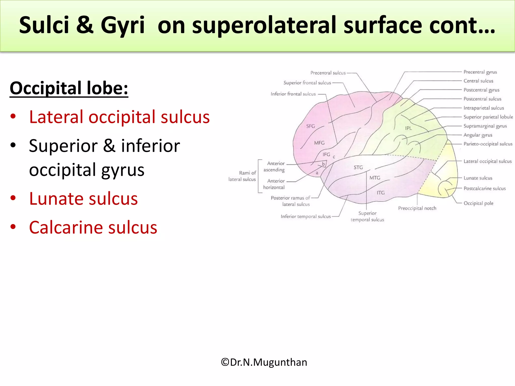 Sulci,Gyri & Functional areas of cerebrum Dr.N.Mugunthan.M.S | PDF
