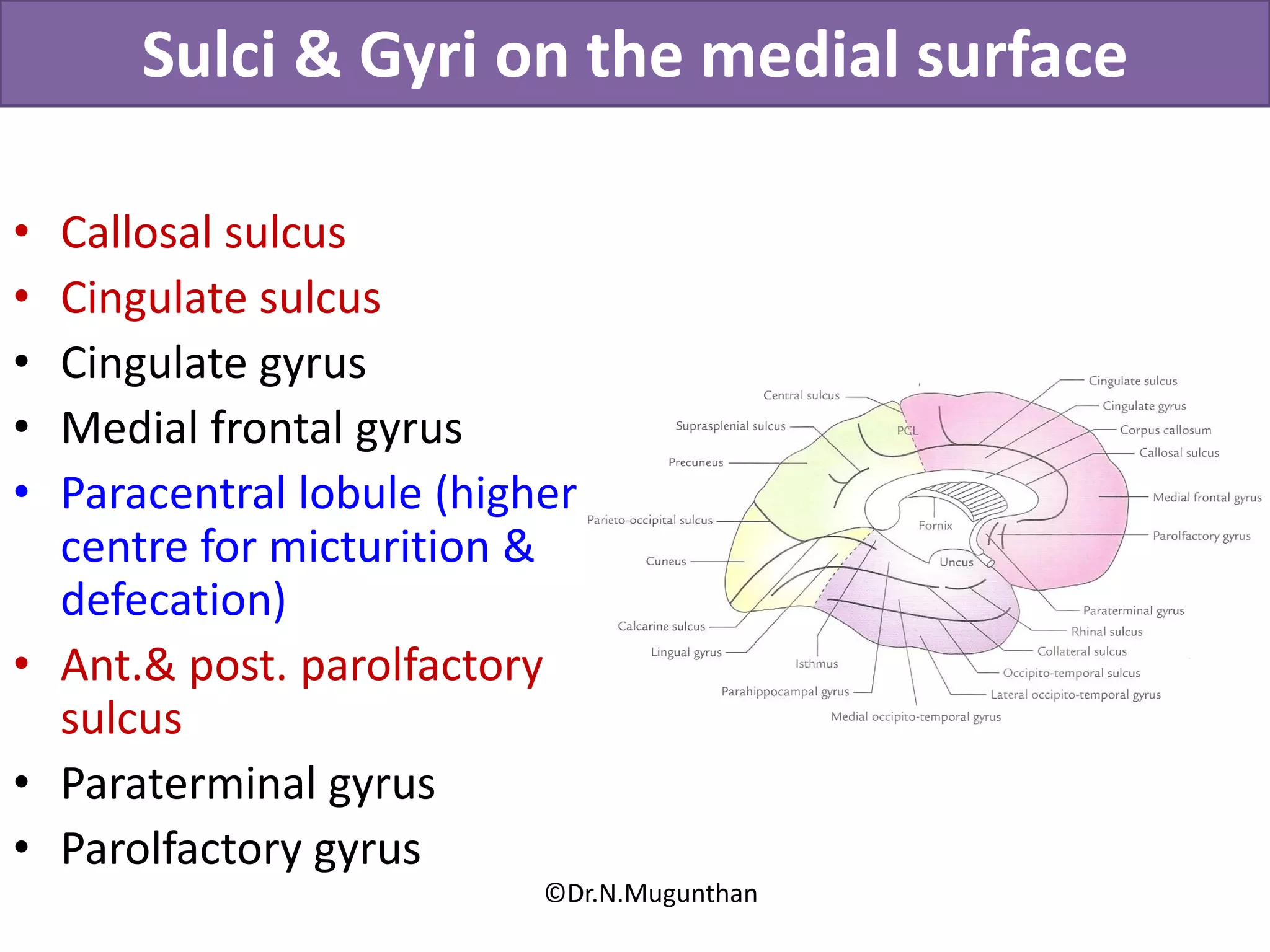 Sulci,Gyri & Functional areas of cerebrum Dr.N.Mugunthan.M.S | PDF
