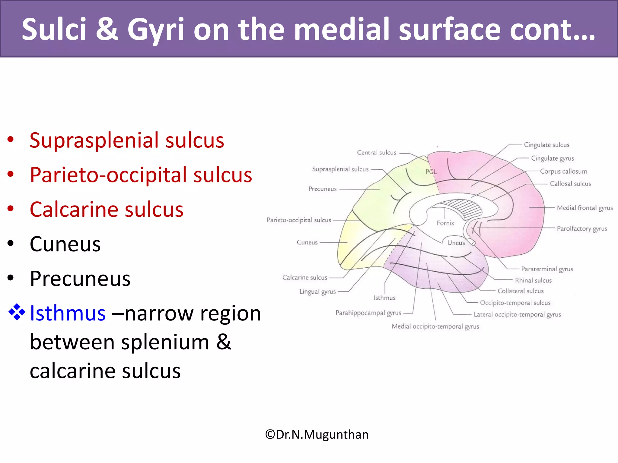 Sulci,Gyri & Functional areas of cerebrum Dr.N.Mugunthan.M.S | PDF