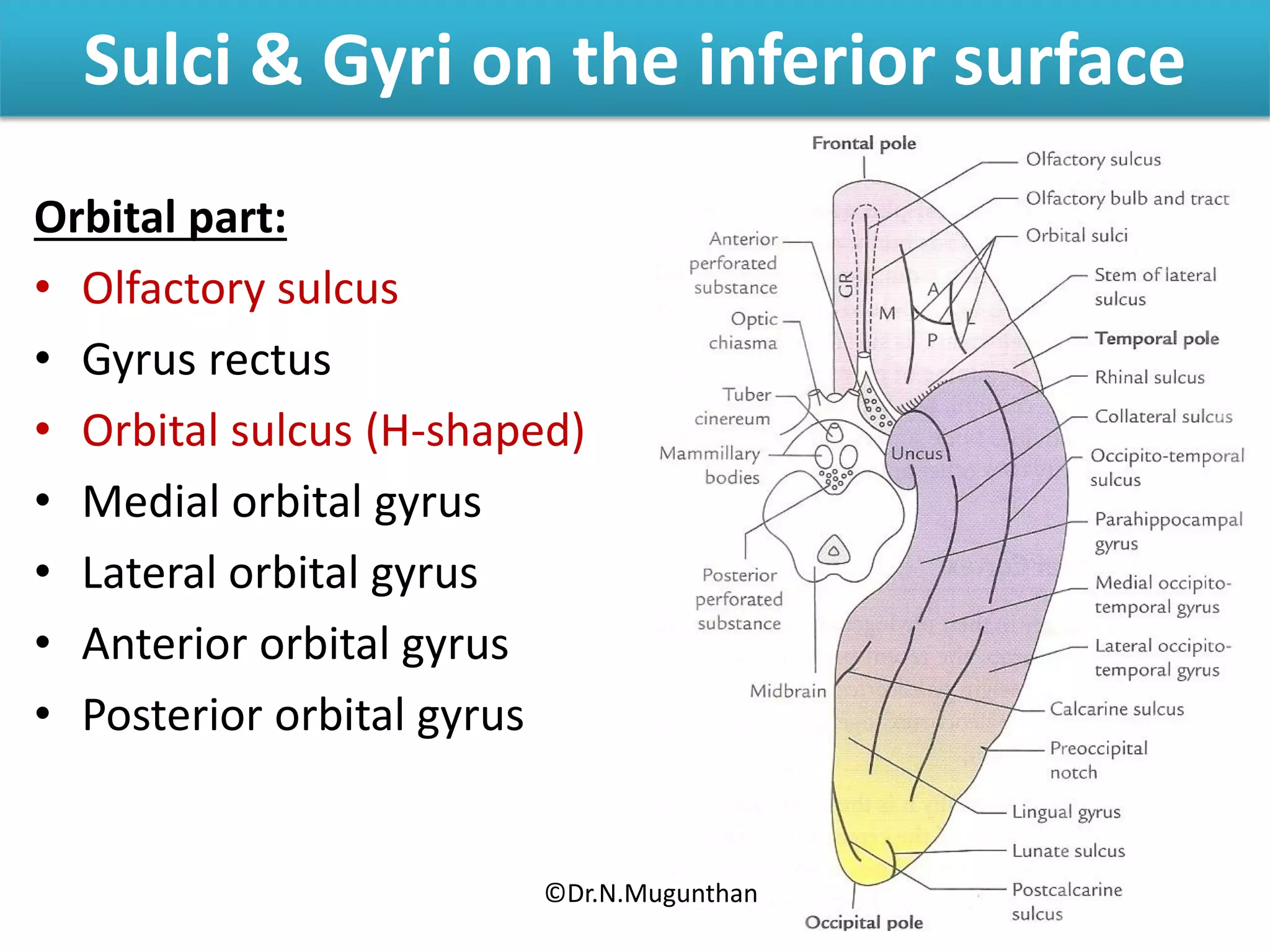 Sulci,Gyri & Functional areas of cerebrum Dr.N.Mugunthan.M.S | PDF