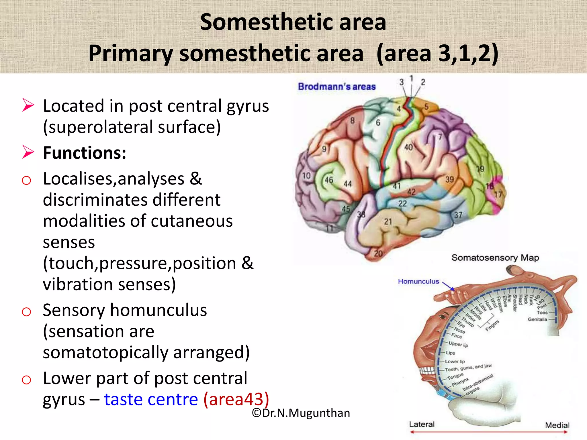 Sulci,Gyri & Functional areas of cerebrum Dr.N.Mugunthan.M.S | PDF