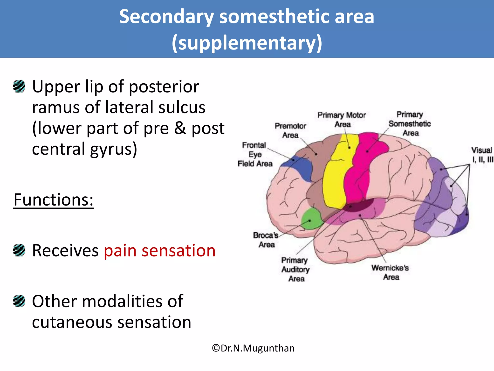 Sulci,Gyri & Functional areas of cerebrum Dr.N.Mugunthan.M.S | PDF