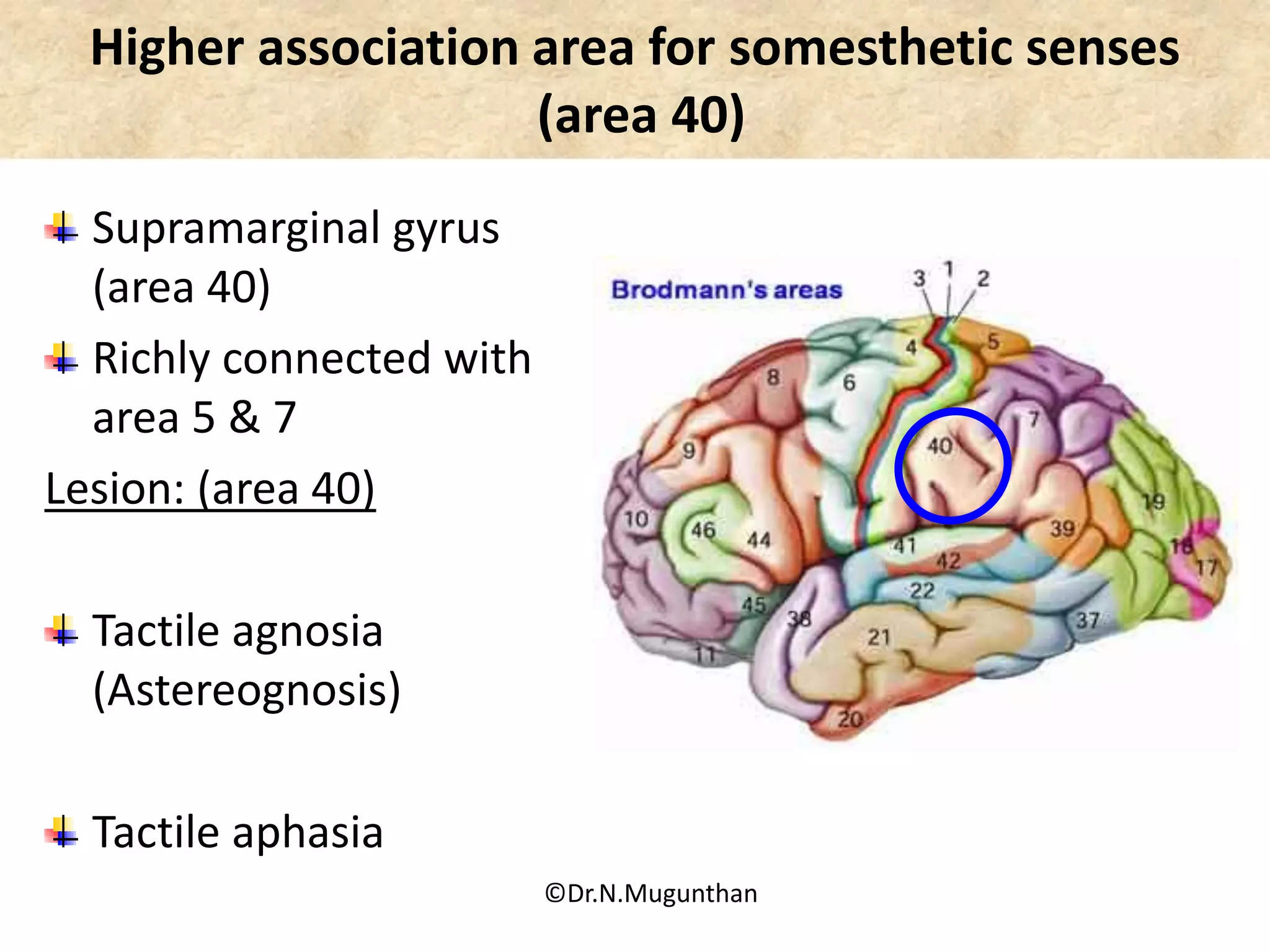 Sulci,Gyri & Functional areas of cerebrum Dr.N.Mugunthan.M.S | PDF