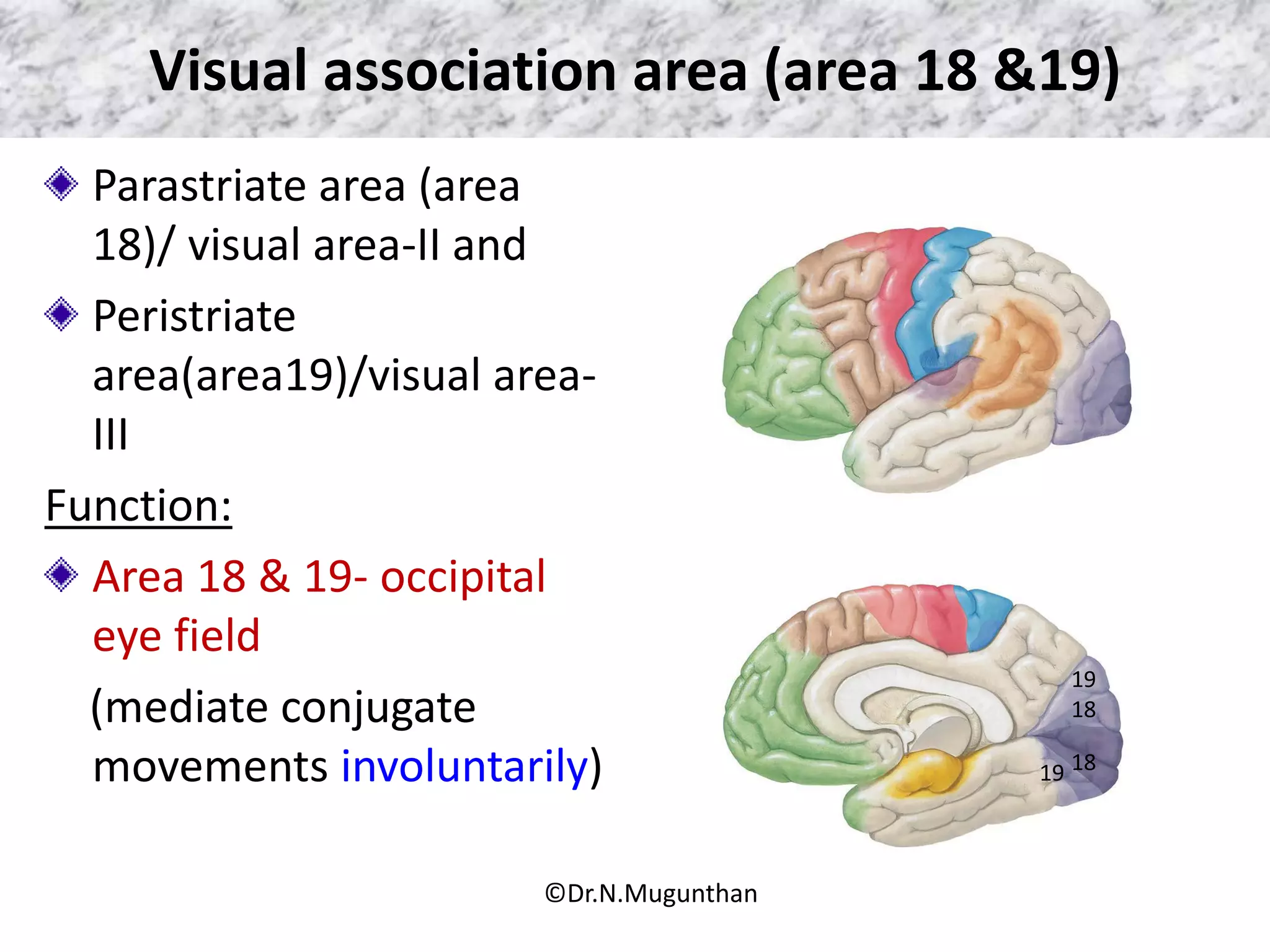 Sulci,Gyri & Functional areas of cerebrum Dr.N.Mugunthan.M.S | PDF