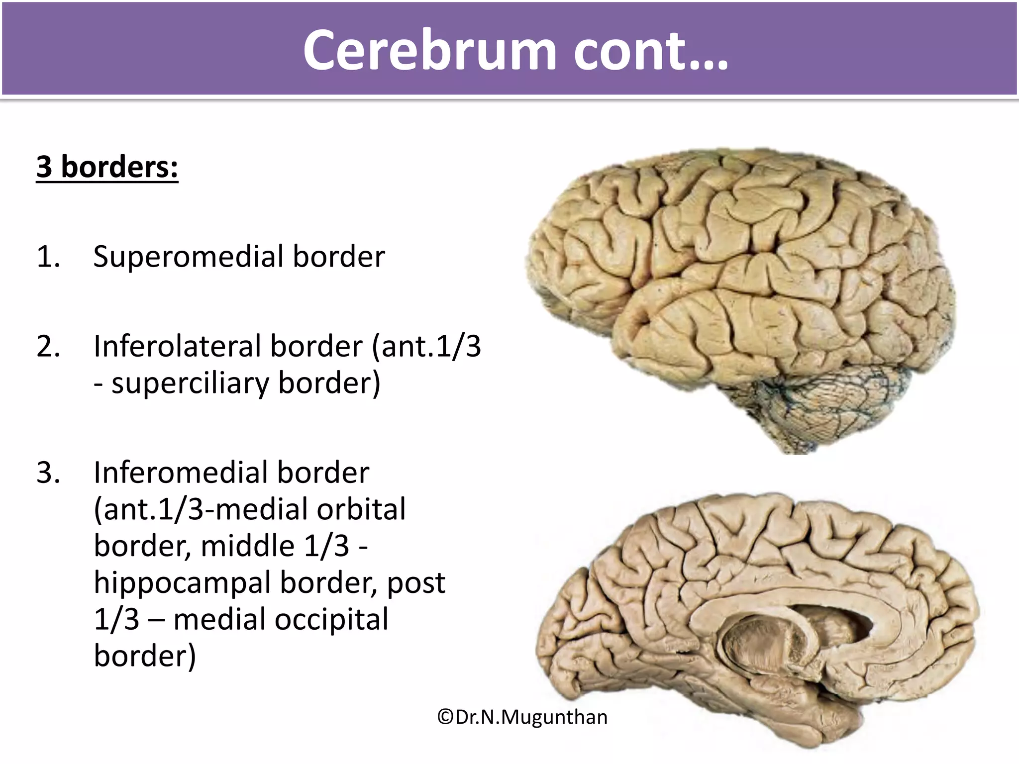 Sulci,Gyri & Functional areas of cerebrum Dr.N.Mugunthan.M.S | PDF