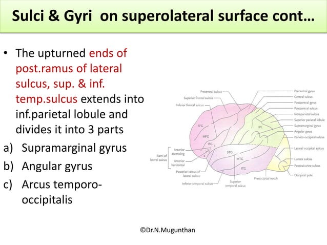 Sulci,Gyri & Functional areas of cerebrum Dr.N.Mugunthan.M.S | PDF ...