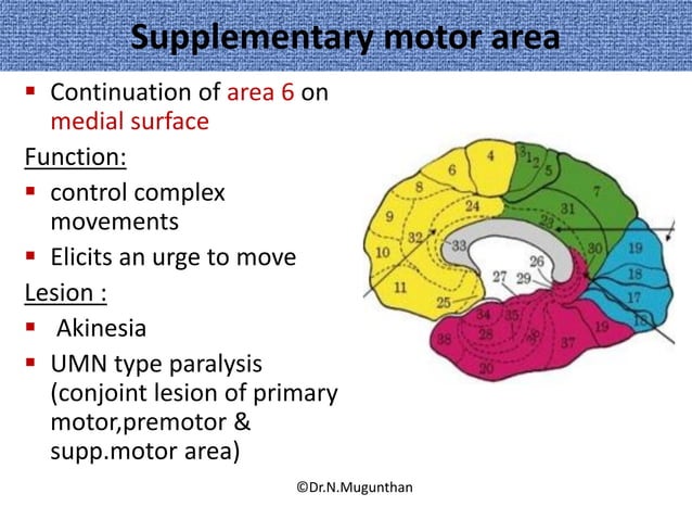 Sulci,Gyri & Functional areas of cerebrum Dr.N.Mugunthan.M.S