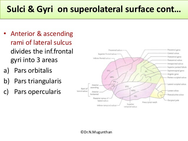 Sulci,Gyri & Functional areas of cerebrum Dr.N.Mugunthan.M.S