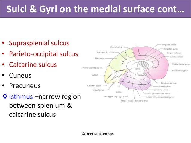 Sulci,Gyri & Functional areas of cerebrum Dr.N.Mugunthan.M.S