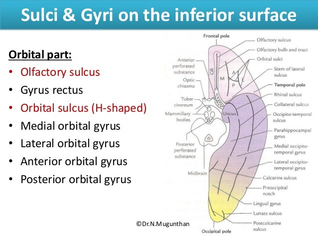 Sulci,Gyri & Functional areas of cerebrum Dr.N.Mugunthan.M.S