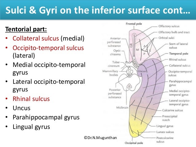Sulci,Gyri & Functional areas of cerebrum Dr.N.Mugunthan.M.S