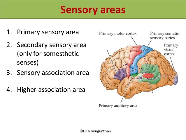 Sulci,Gyri & Functional areas of cerebrum Dr.N.Mugunthan.M.S